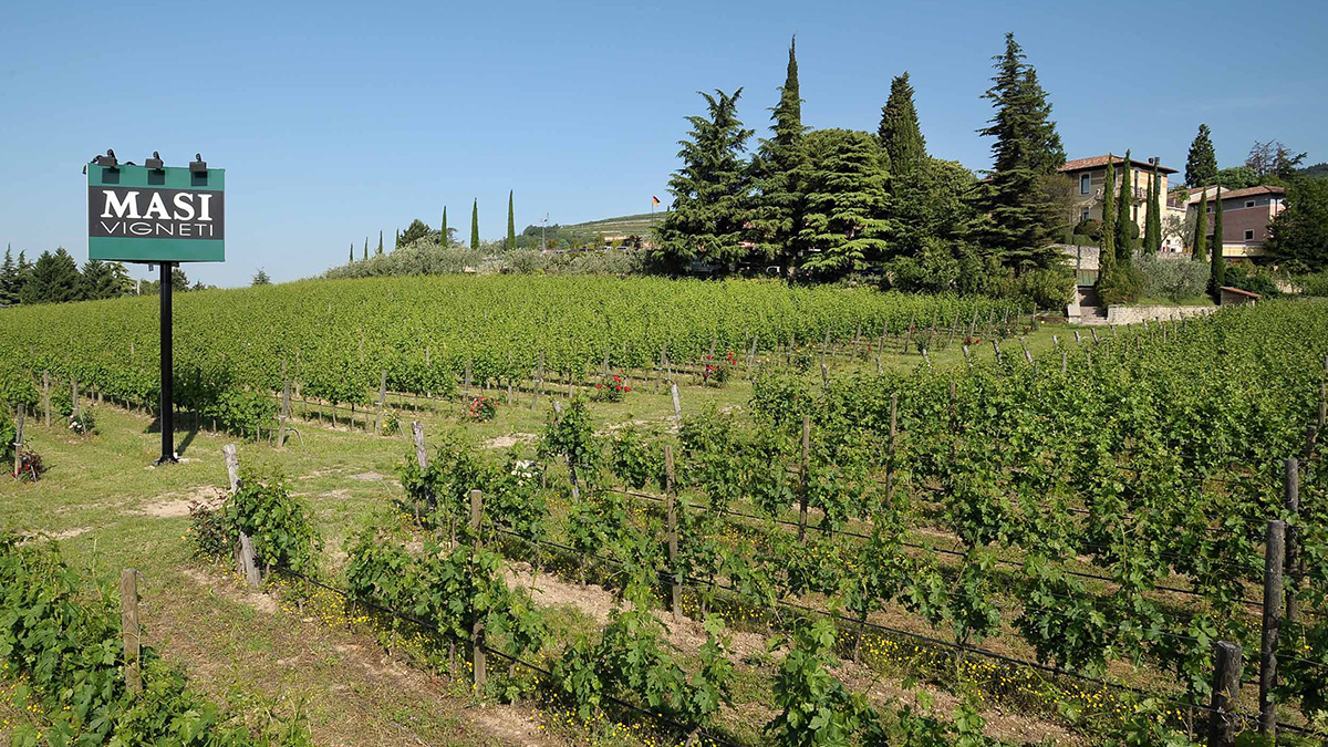 Masi Agricola: a model of resilience | Masi