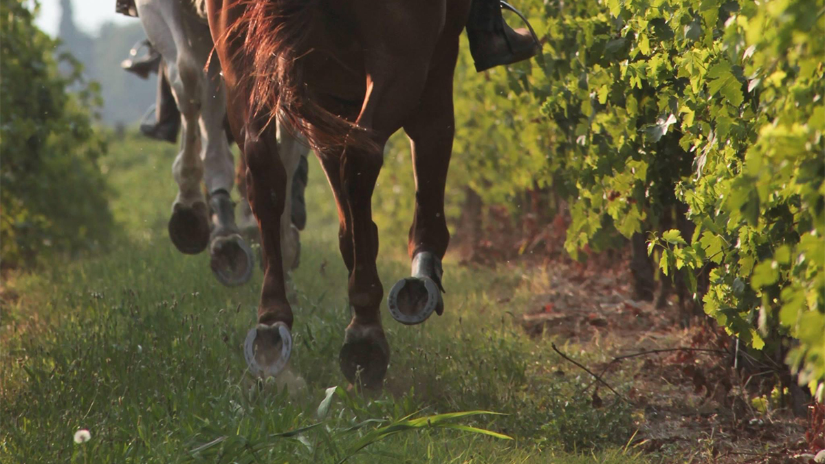 Masi - Wine & Horseback Experience | Cellar tours and tastings ...