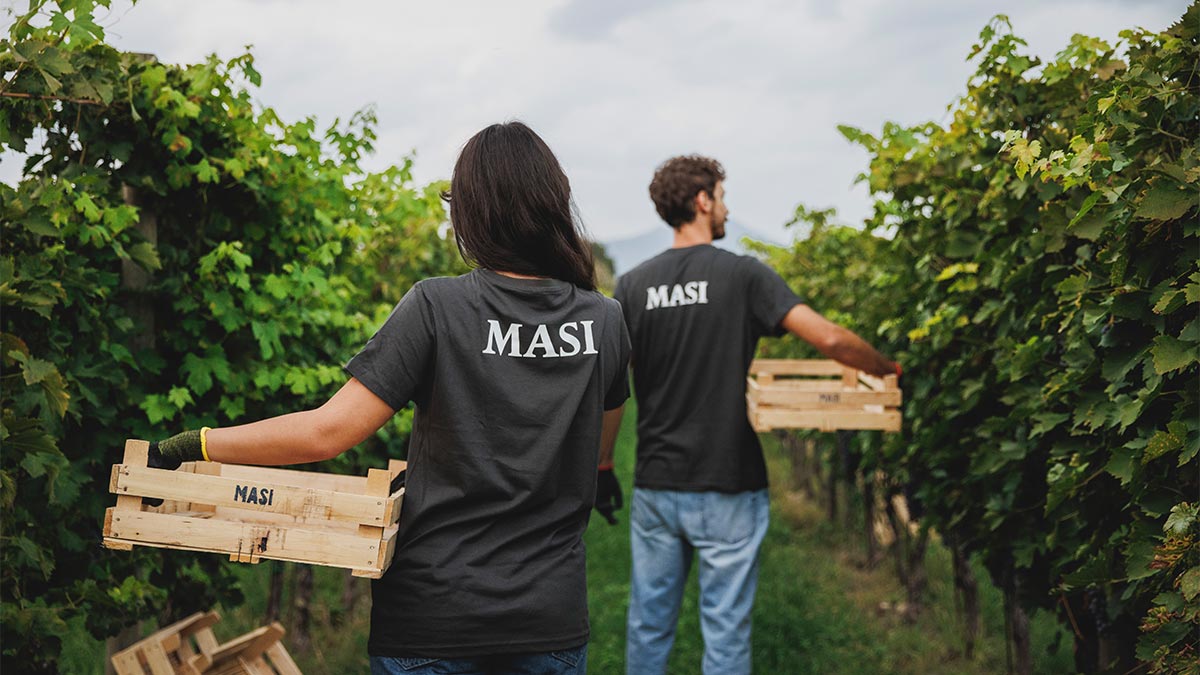 The 2023 Vintage in Masi Agricola vineyards | Masi